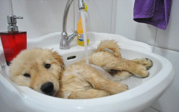 気持ち良さそうにお風呂に入るカワイイ動物たち10選♪