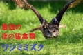 フクロウの中で最大種の「ワシミミズク」は最強の夜の猛禽類！？ | FUNDO