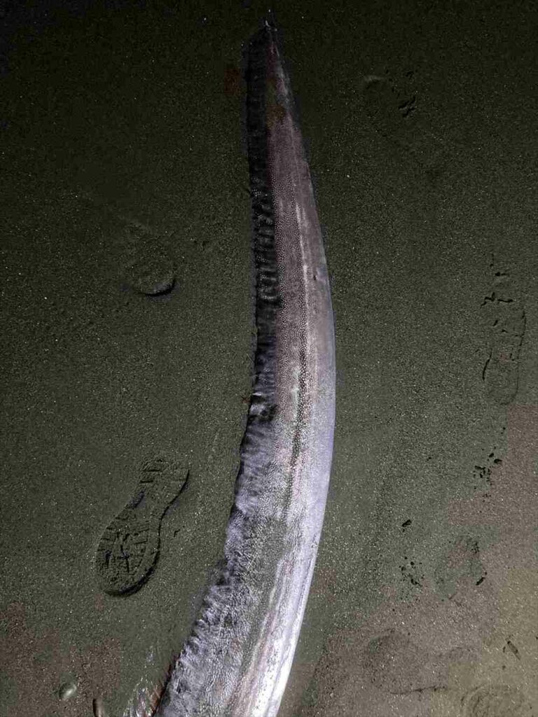 「湘南の海にすげーのが打ち上がってた」体長約3mほどの『リュウグウノツカイ』が発見される！「地震が起きるのか！？」の声も