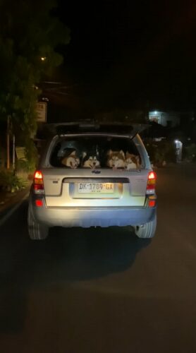 みんなで楽しいお出かけ帰り？仲良くハッチバックで頭を並べるハスキー犬たち【海外・動画】
